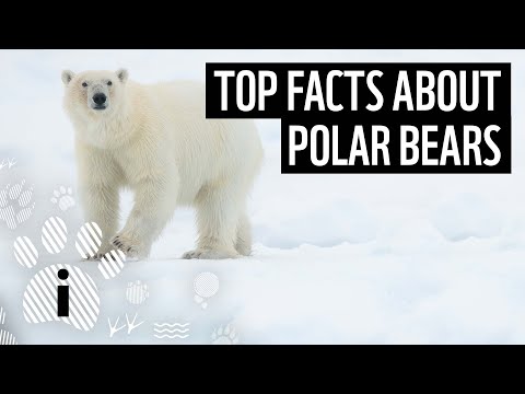 Top 10 Facts About Polar Bears | Animal Fun Facts | WWF