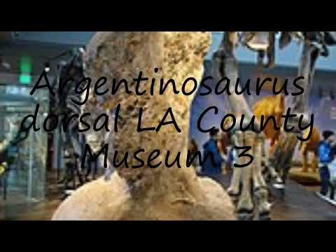 How to pronounce Argentinosaurus dorsal LA County Museum 3 in Dutch?