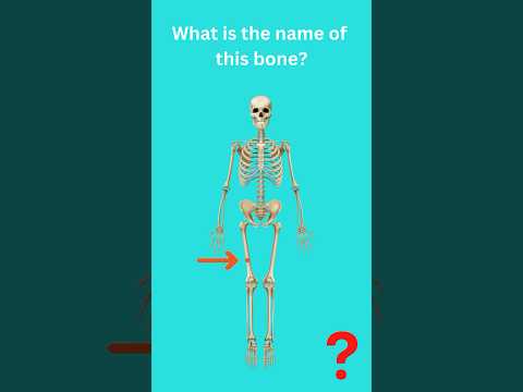 What is de Name of this Bone in the Upper Leg? #anatomy #humanbody