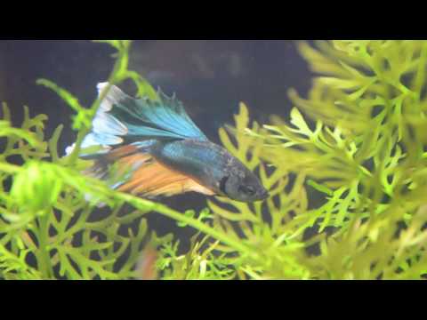 Tank Tutorial- Siamese Fighting Fish Setup For Beginners