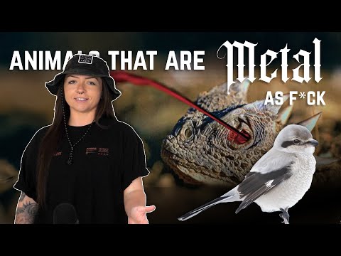 Animals that are METAL AS F*CK