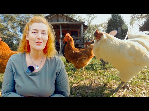 How To Make My Chickens Lay More Eggs