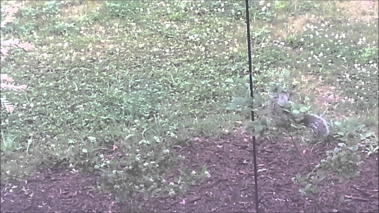 squirrel greesed pole dancing
