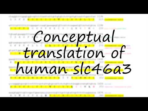 How to pronounce Conceptual translation of human slc46a3 in English?