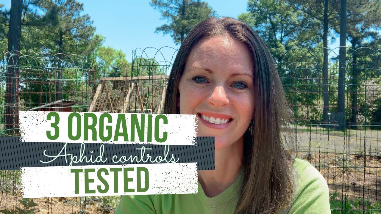 3 Organic Aphid Control Methods -- TESTED