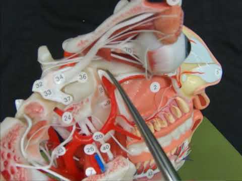 Cranial Nerve Review CNI to CNIV, CNVI
