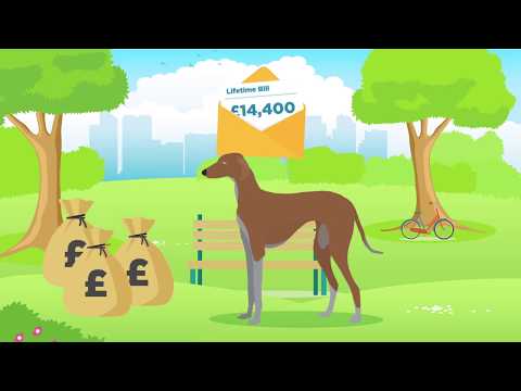Doggle Guides - Azawakh - Dog Breed Info