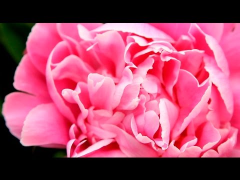 Meaningful Places: Nichols Arboretum