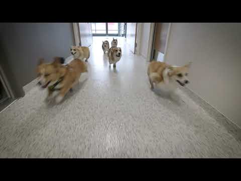 Adorable Corgis Rush Into Ohio State's Newly Opened Frank Stanton Veterinary Spectrum of Care Clinic