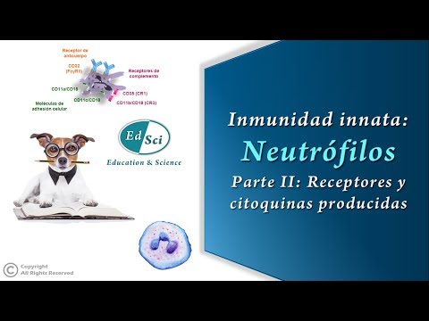 🟢 Neutrófilos parte 2️⃣: Receptores de superficie y citoquinas