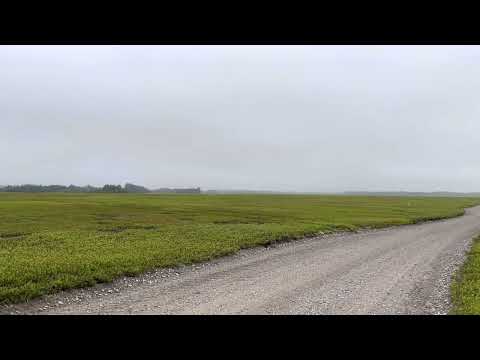 Wyman's Maine wild blueberry fields
