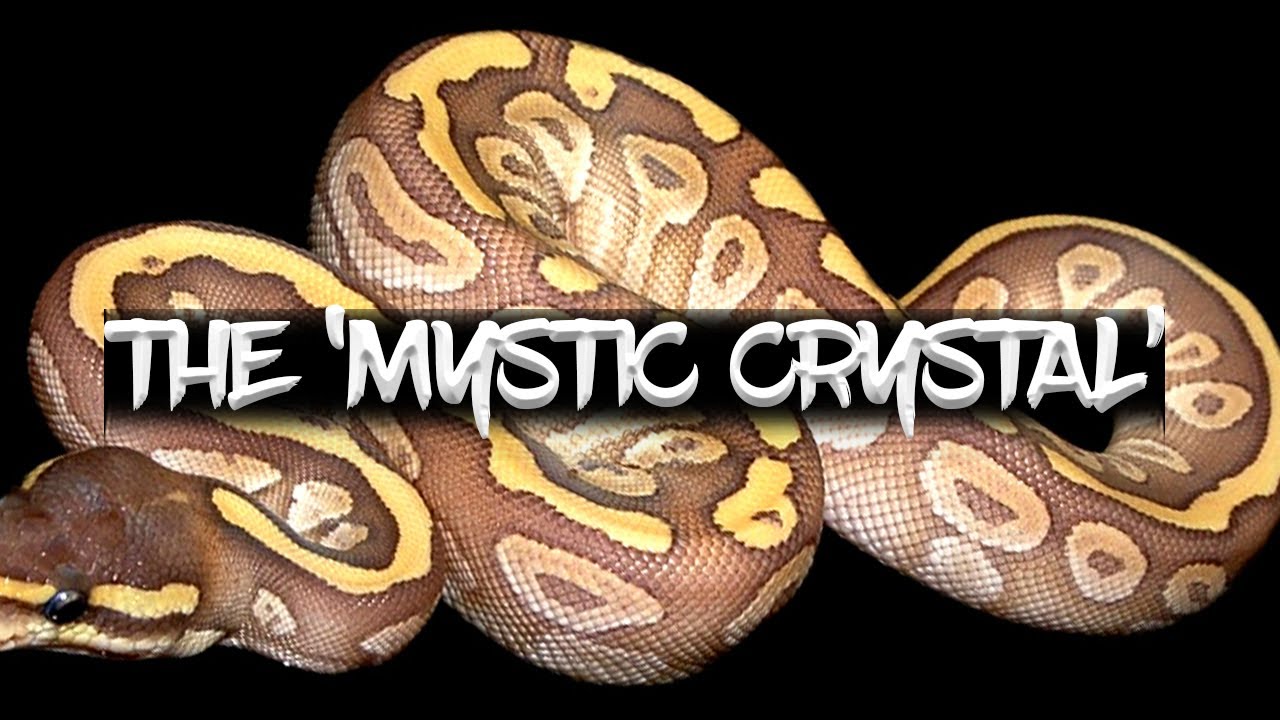 The 'Mystic Crystal' Ball Python