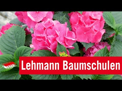 Lehmann Baumschulen GmbH | Unternehmensfilm