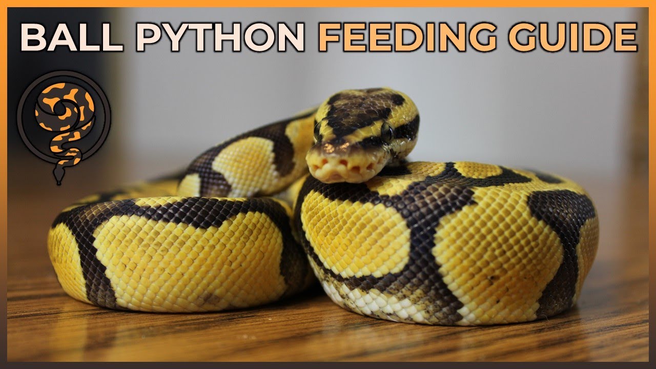 Rodent Sizes for your Ball Python (CHECK DESCRIPTION FOR UPDATED GUIDE)