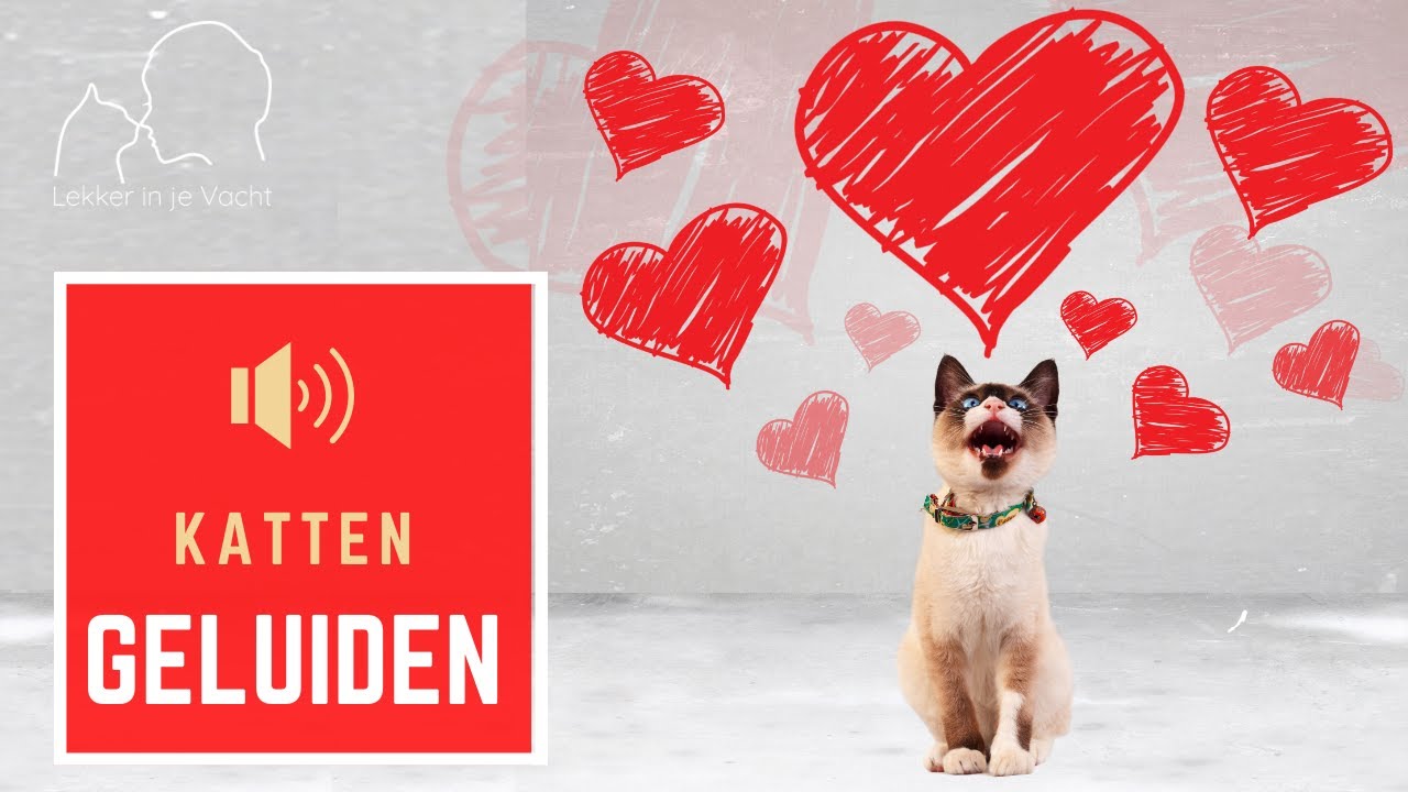 Maine Coon kat - Katten Blog