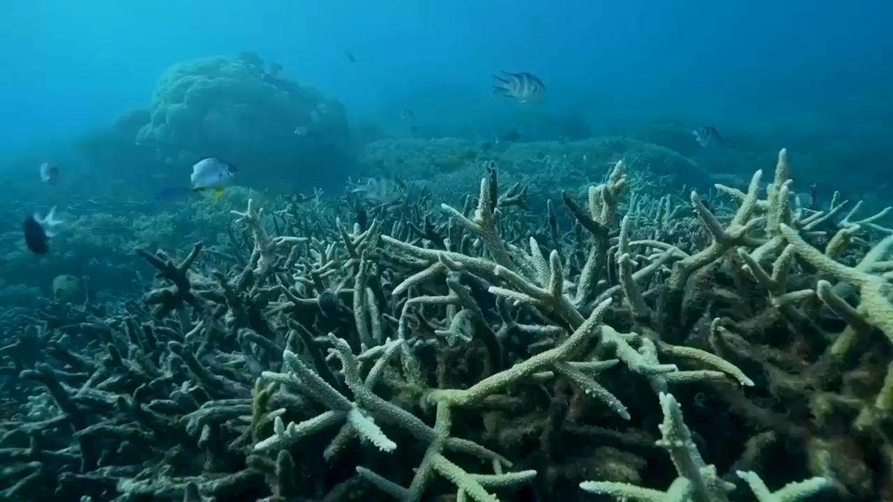 Scientists say coral reefs around the world are experiencing mass bleaching in warming oceans
