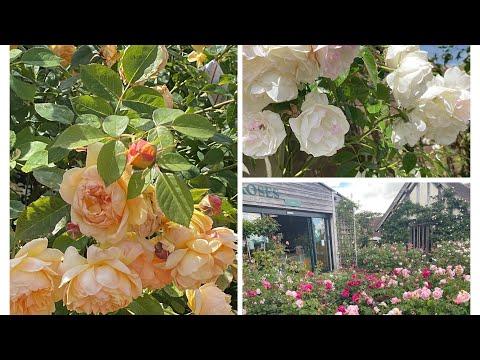 A Visit to David Austin Rose Garden UK - just stunning | June 2024 @david_austin_roses