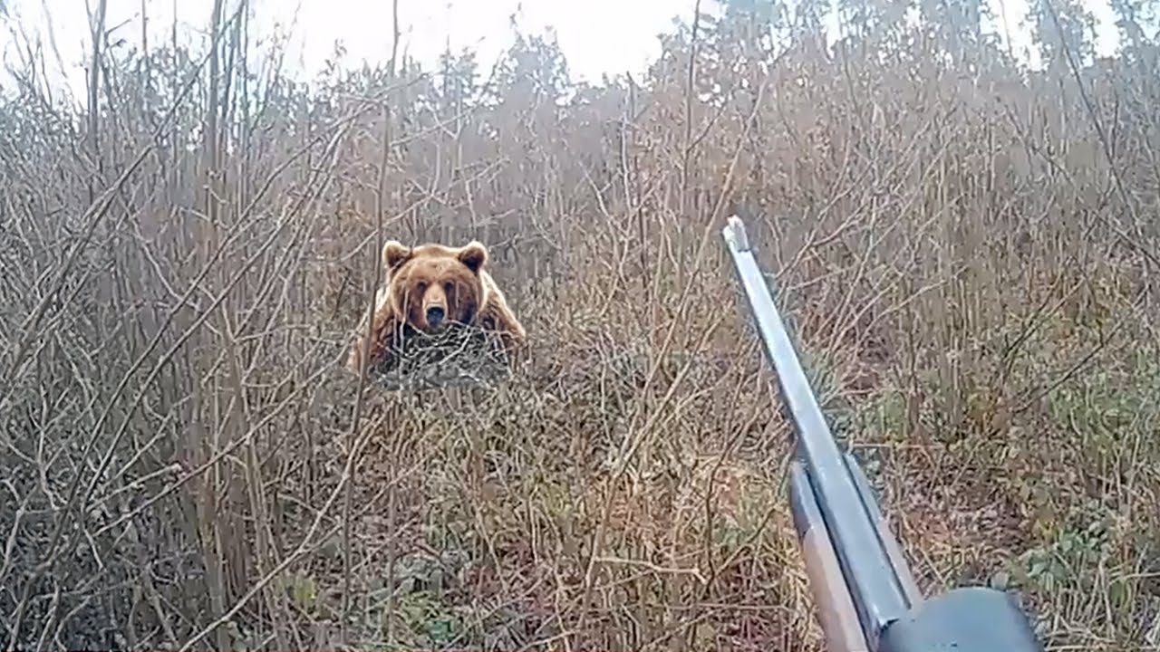 10 Scariest Bear Encounters Caught on Camera