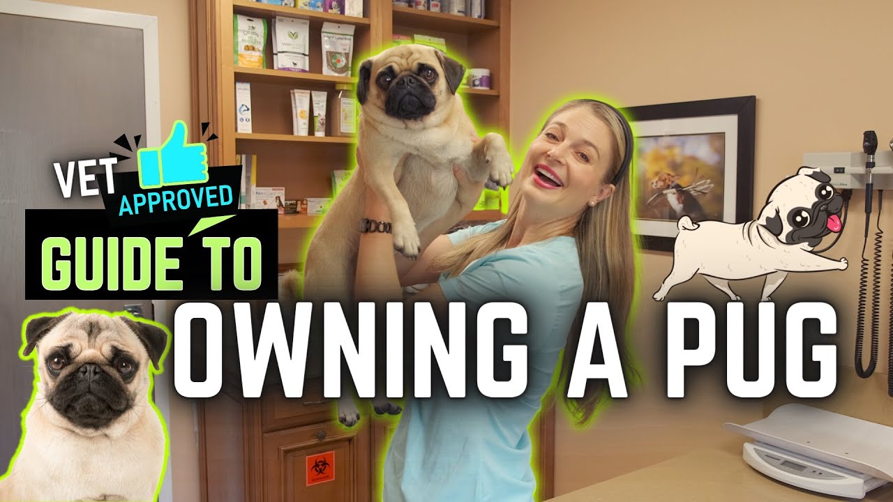 Owning a Pug!?! What you need to know!