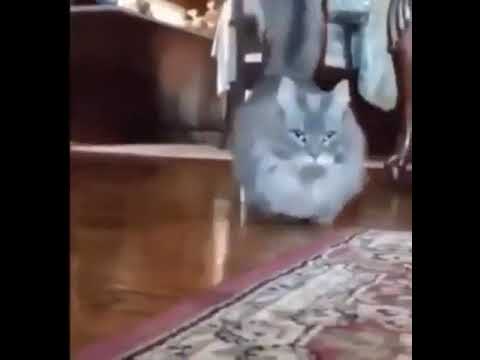 Fat cat walking with Squidward Noises