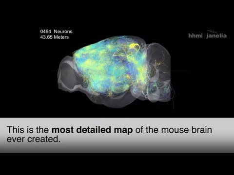 MouseLight is in Cell! | Economo lab