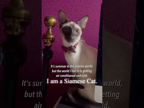 Siamese Cat Carrie - 2023 summer