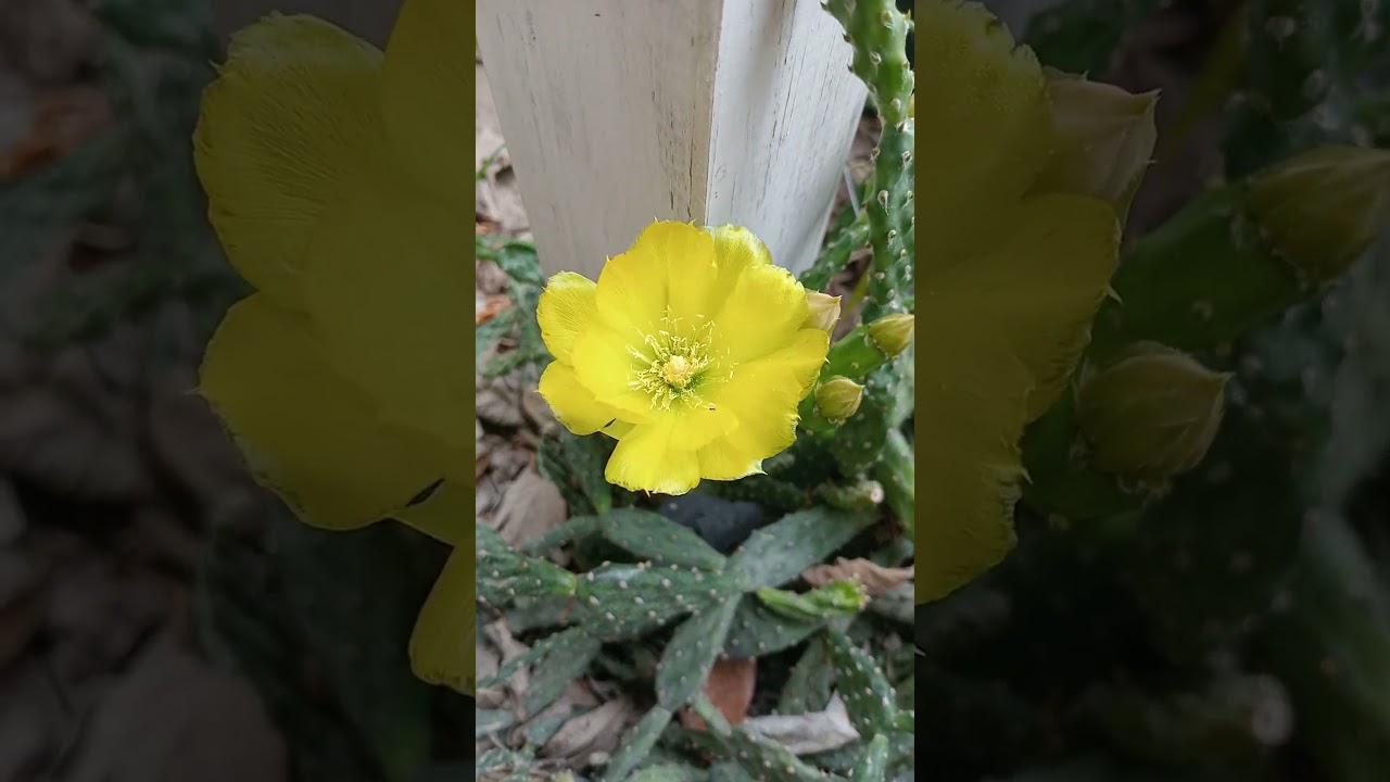 nopal en floración🌵🌼🌵#cactus#flores#youtubeshorts