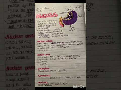 nucleus PHYSIOLOGY and anatomy #nucleus