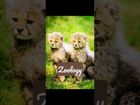 What is zoology?
