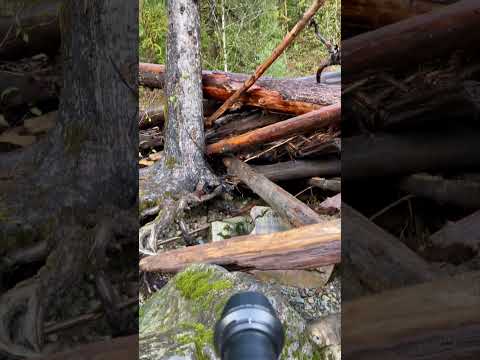 Creating an abstract photo from a pile of logs along the Middle Fork Snoqualmie River, Washington.