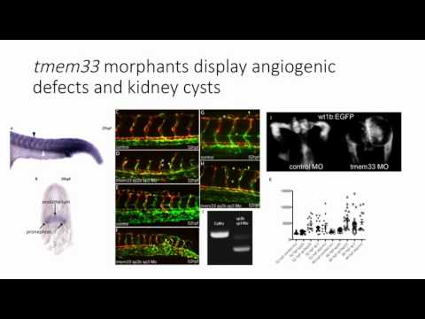 A Savage: tmem33 Ca signalling is essential for endothelial tip cell function during angiogenesis.