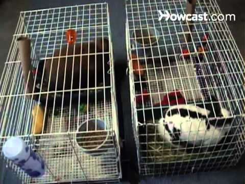 How to Get Two Rabbits to Become Friends