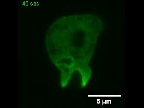 macropinocytosis