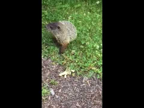 Baby woodchuck