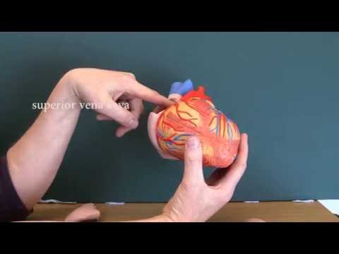 Cardiovascular System 8, Heart with labels