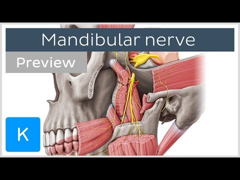 What is the Mandibular Nerve? (preview) - Human Anatomy | Kenhub