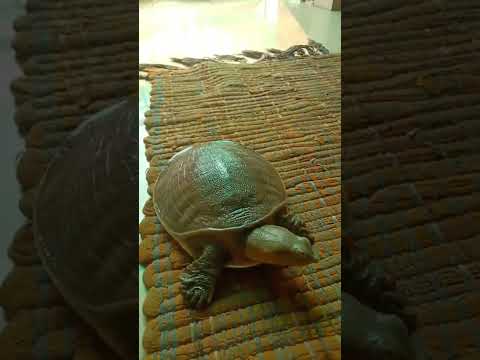 softshell turtle lovely movements