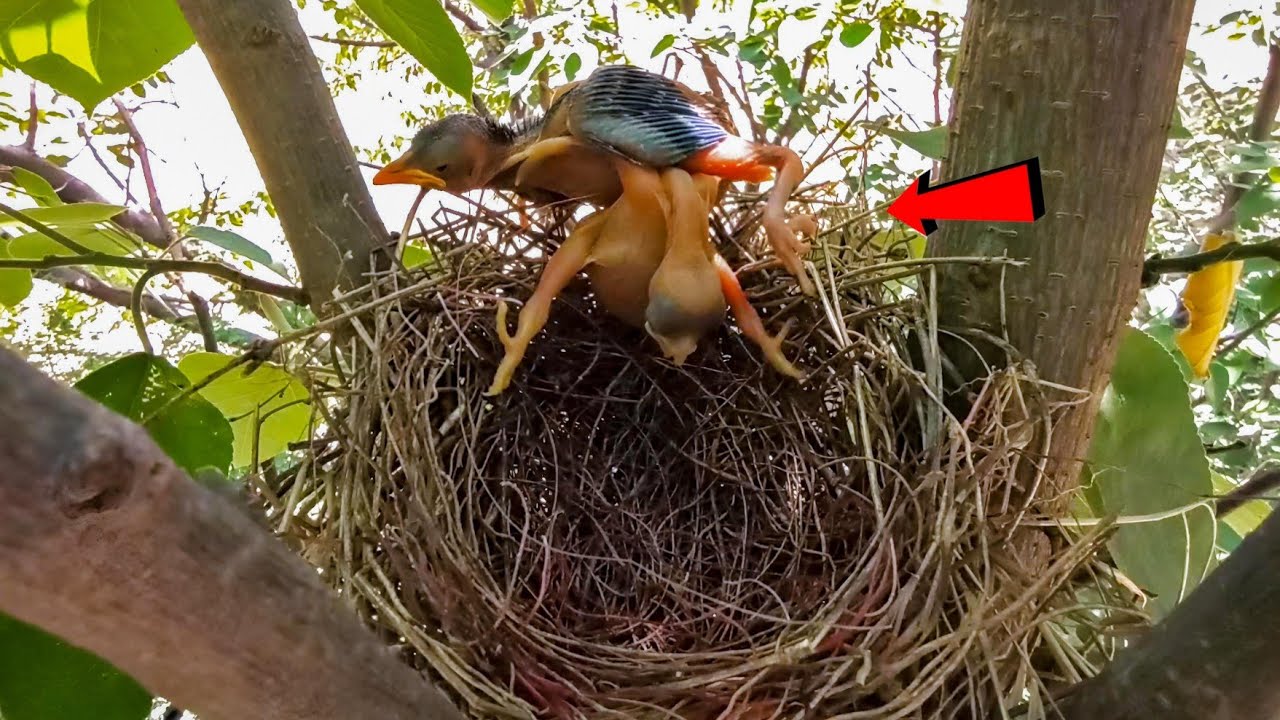 Cuckoo's baby fell down after dropping the other baby @AnimalsandBirds107