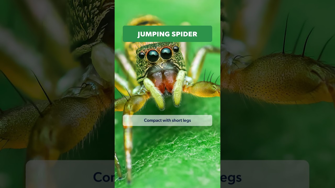 Harmless or Dangerous? Identify 6 Common Spiders & Their Threat Levels