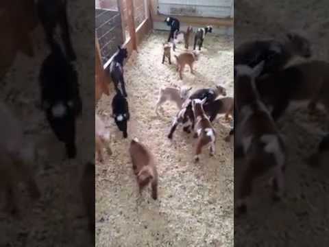 ADORABLE baby goats