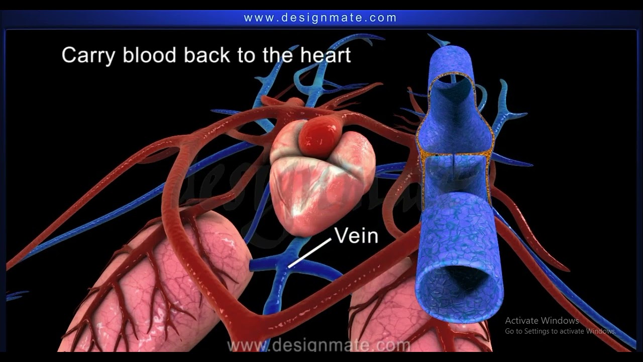 Blood vascular system   Frog