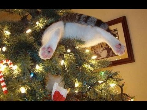 Disaster! Cats & Christmas Trees – Lee Duigon