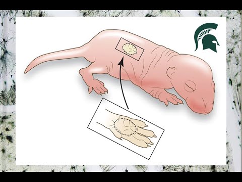 9. Neural Development: Cell Fate, Eye Differentiation, and Plasticity in Neural Crest Cells