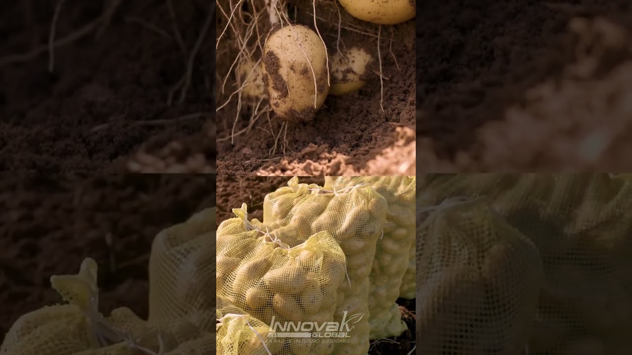 ¡Impulsa la productividad de tu cultivo con Carboxy L y Carboxy K!