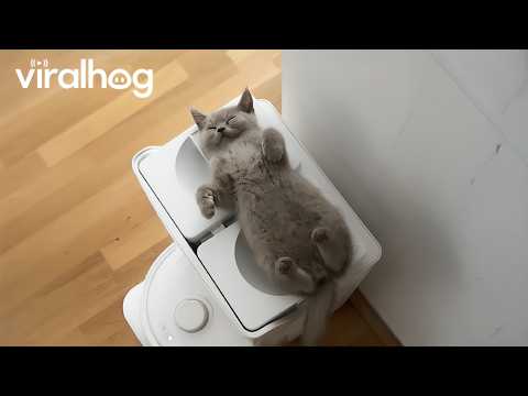 Funniest Cat Videos of All Time! πΈ || ViralHog