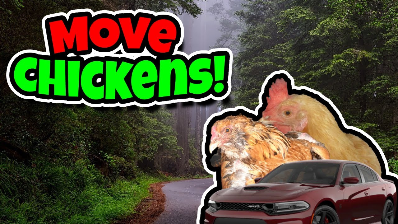 Move your chickens long distances EASILY