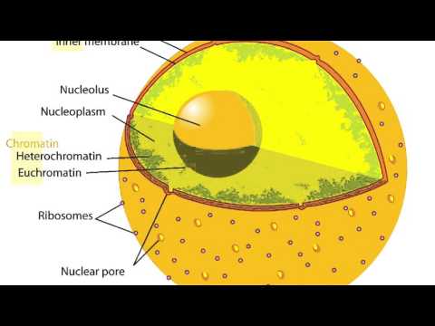THE NUCLEAR MEMBRANE BIOLOGY 1 H