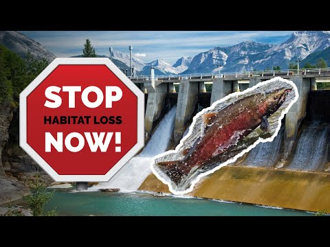 STOP Habitat Loss Now in Detail