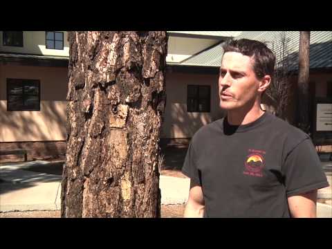 Coconino Official Discusses Summer Fire Season