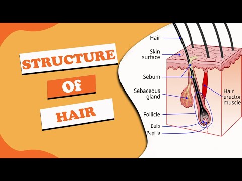 Hair structure हिन्दी में I Structure of Hair I Hair types I
